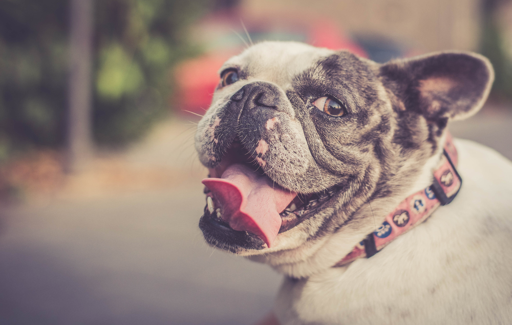 120 Cool and Unusual Names for Dogs - The Naming Nook