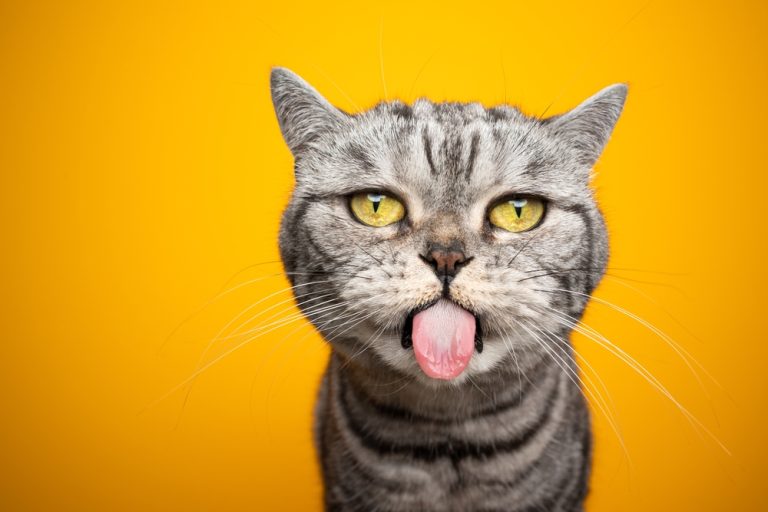 60 Awesome Cat Names From A to Z You’ll Love - The Naming Nook