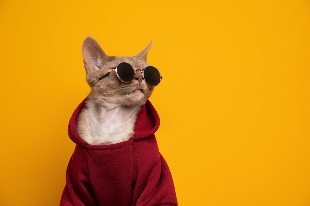 Top 50 Badass Cat Names - The Naming Nook