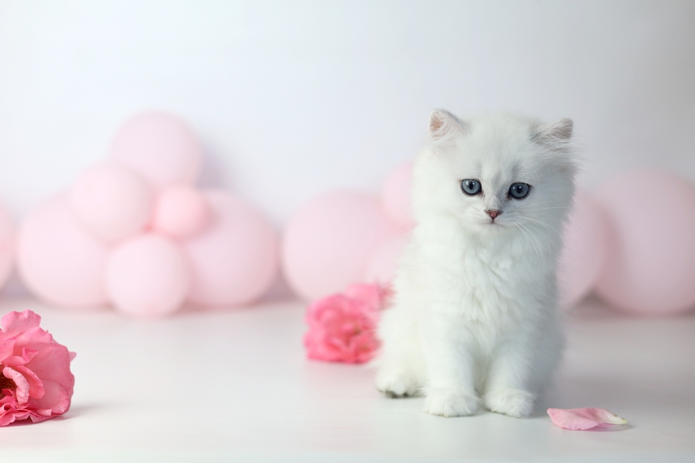 60 Cute and Adorable Cat Names - The Naming Nook