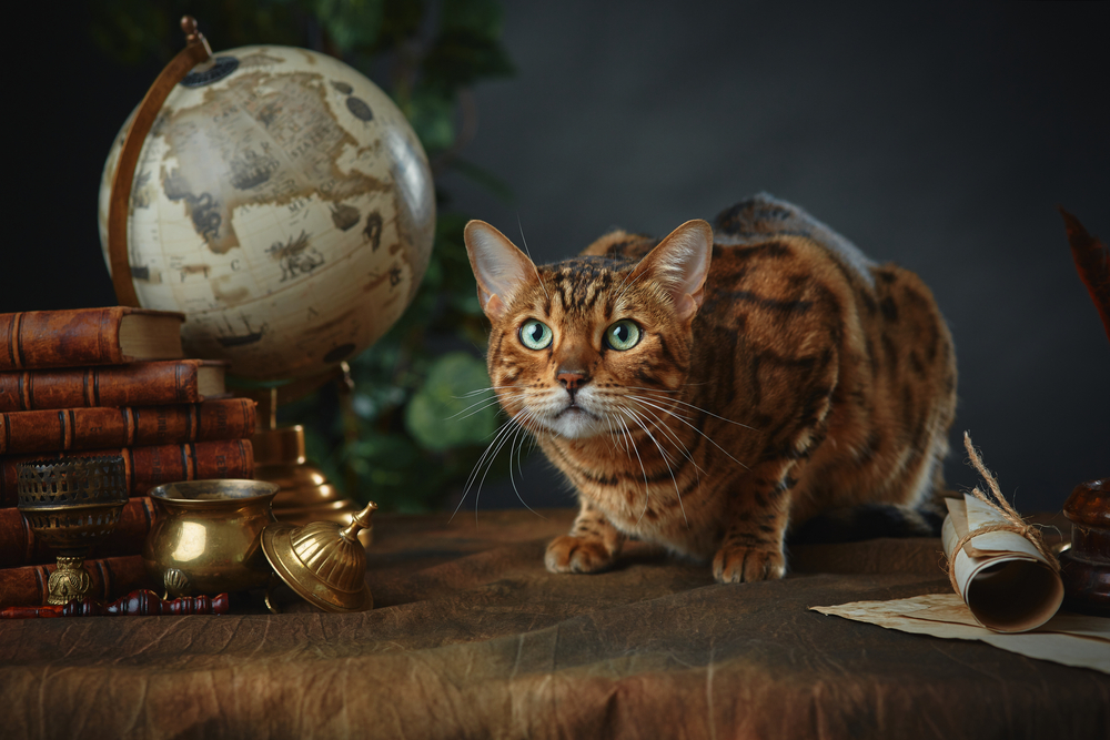 65 Harry Potter-inspired Cat Names - The Naming Nook
