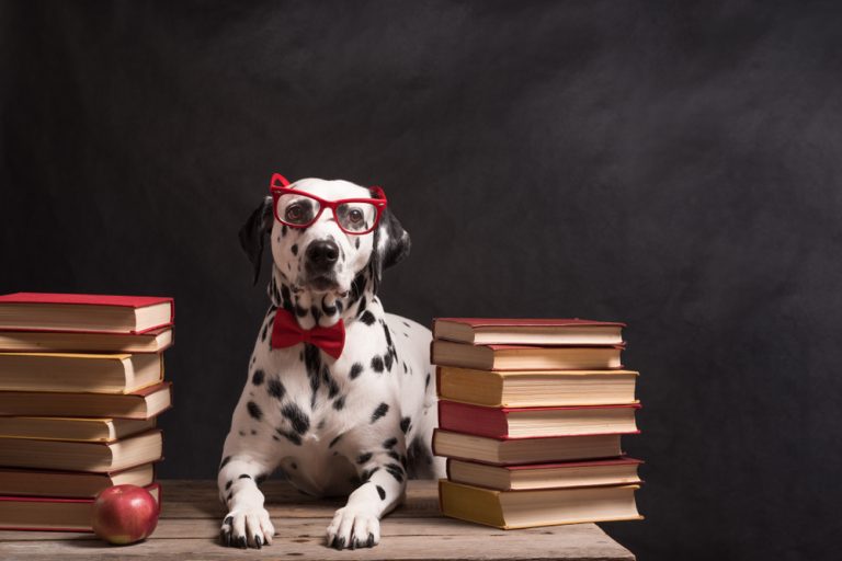 50 Literature Inspired Dogs Names - The Naming Nook