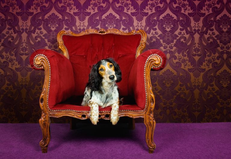 60 Old Money Dog’s Names - The Naming Nook