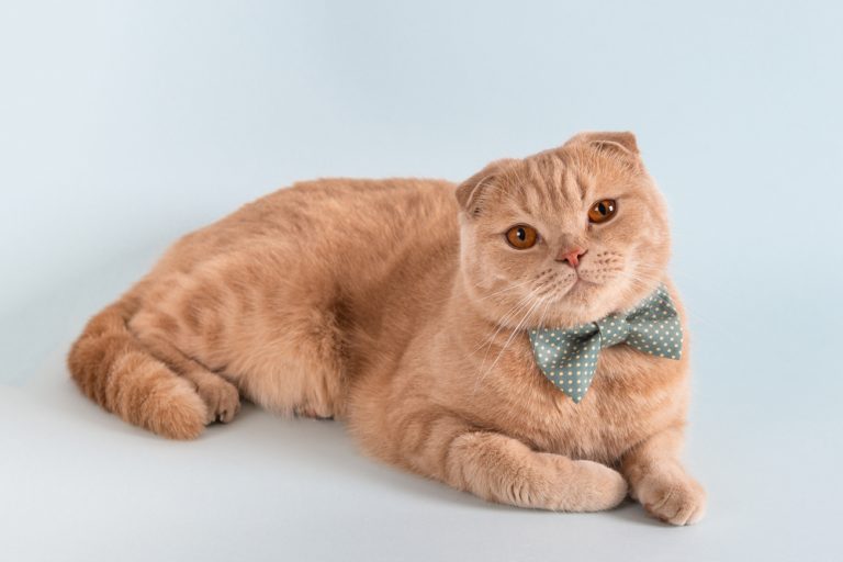 60 Old Money Cats Names - The Naming Nook