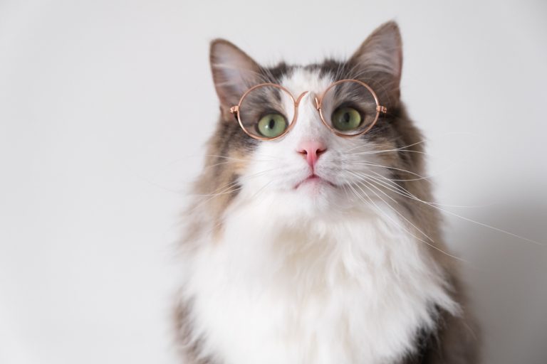 60 Preppy Cat Names - The Naming Nook