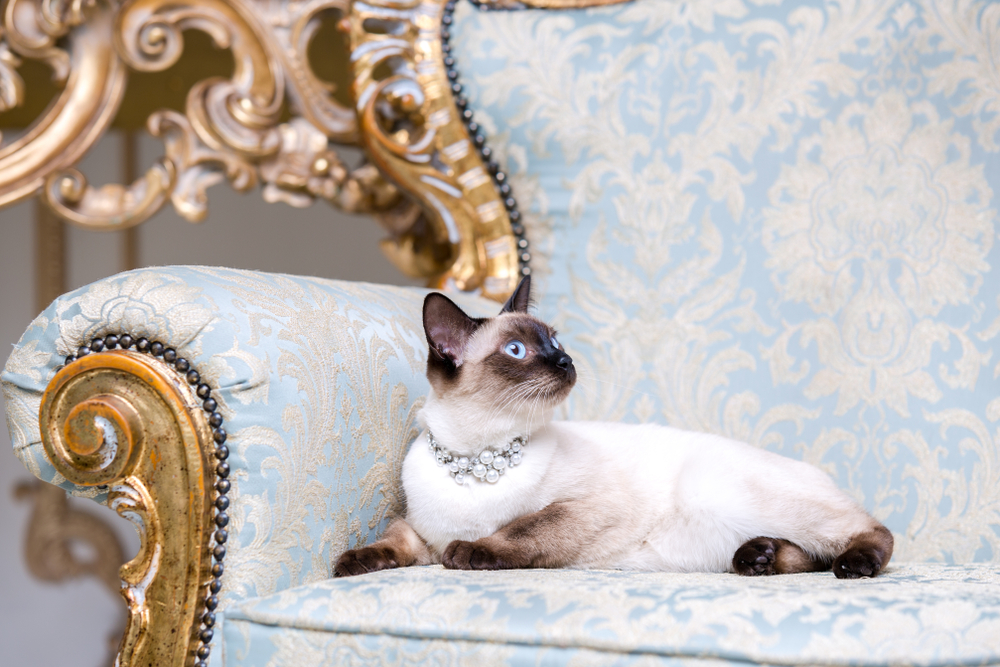 60 Old Money Cats Names - The Naming Nook