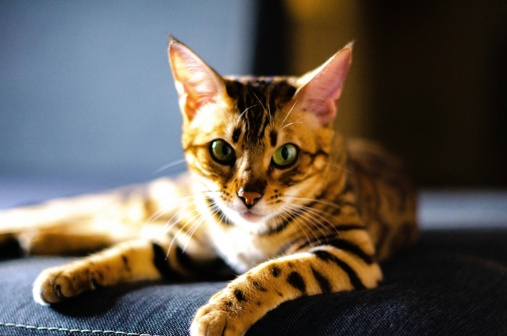 50 Breathtaking Bengal Cat Names - The Naming Nook
