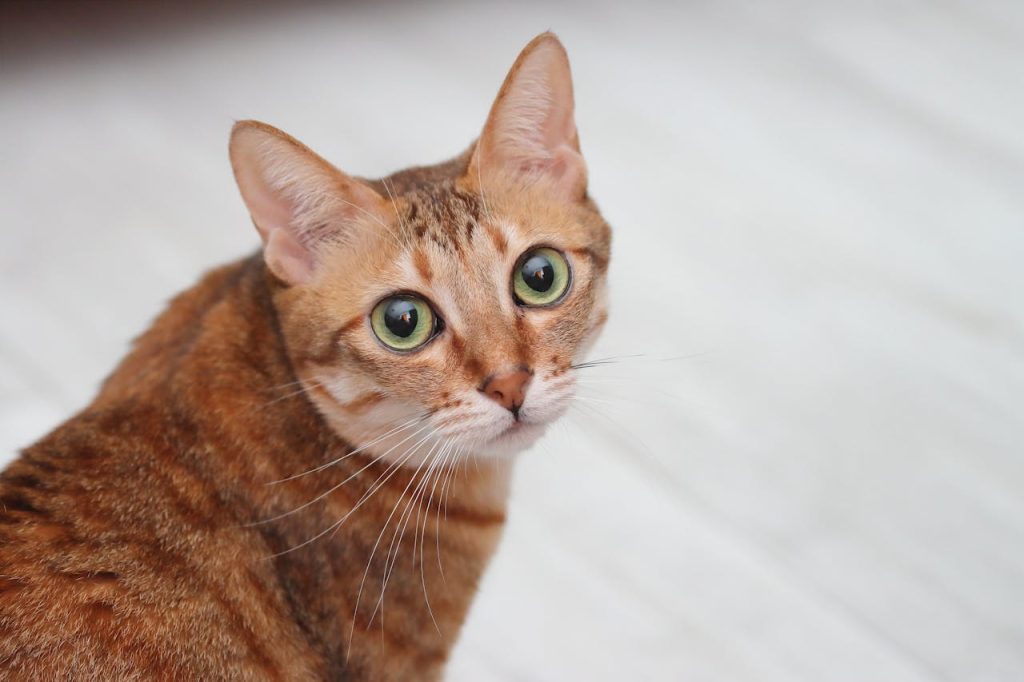 50 Adorable Brown Cat Names - The Naming Nook