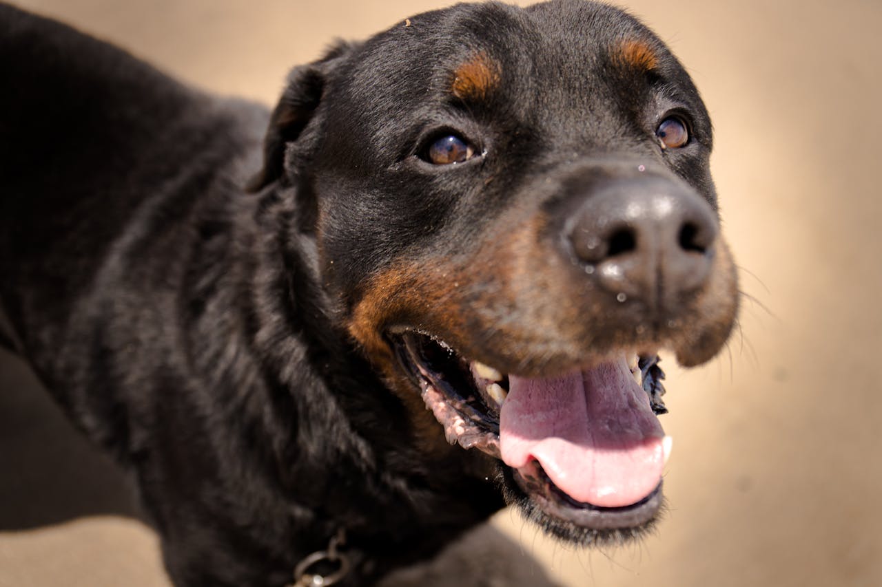 50 Powerful Rottweiler Dog Names That Stand Out - The Naming Nook