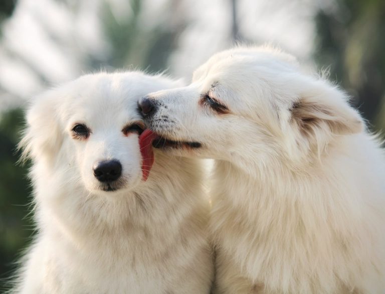 50 Wonderful White Dog Names - The Naming Nook