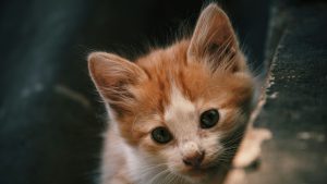 50 Adorable Brown Cat Names - The Naming Nook