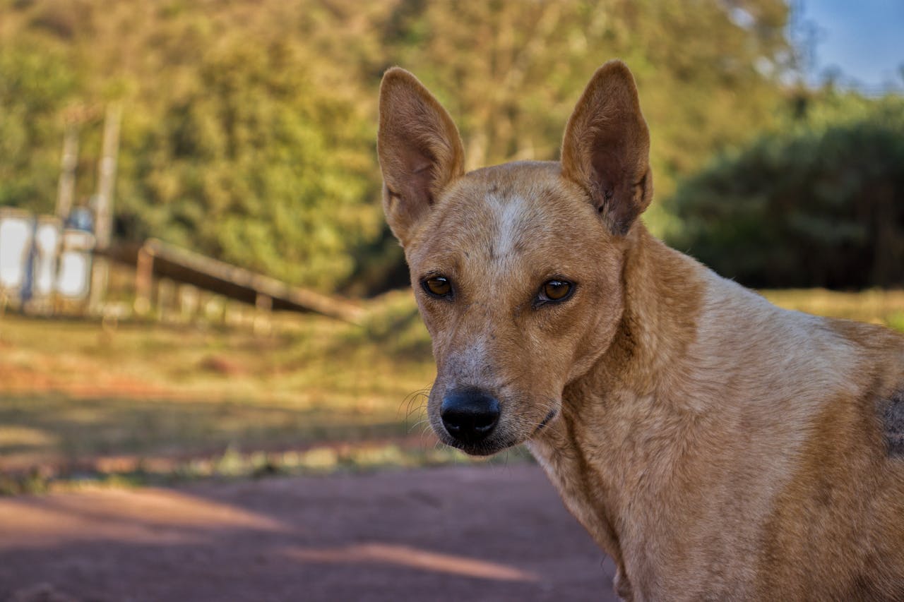 50 Beautiful and Traditional Indian Dog Names - The Naming Nook