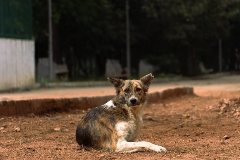 50 Breathtaking Indian Dog Names - The Naming Nook