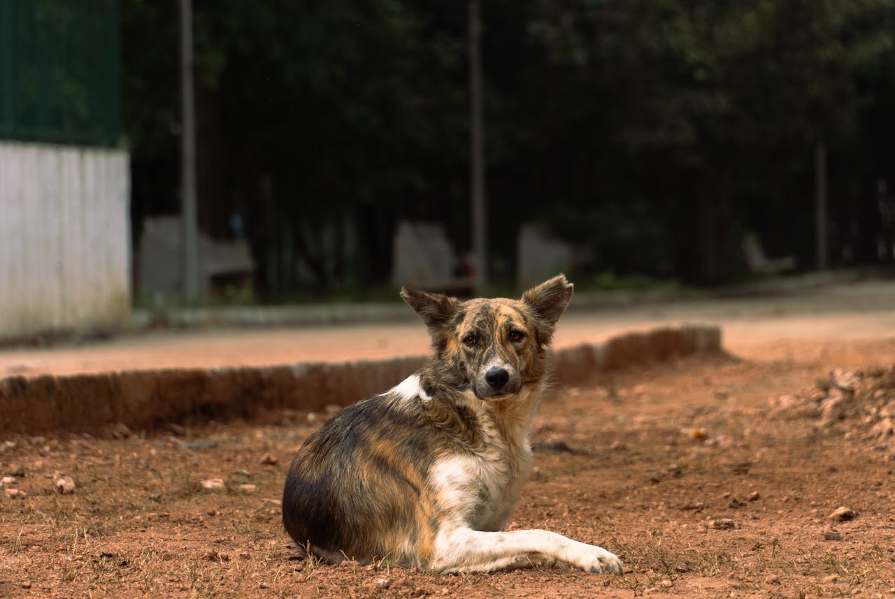 50 Breathtaking Indian Dog Names - The Naming Nook