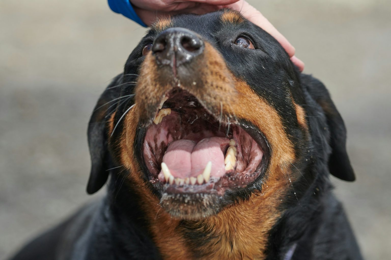 50 Powerful Rottweiler Dog Names That Stand Out - The Naming Nook