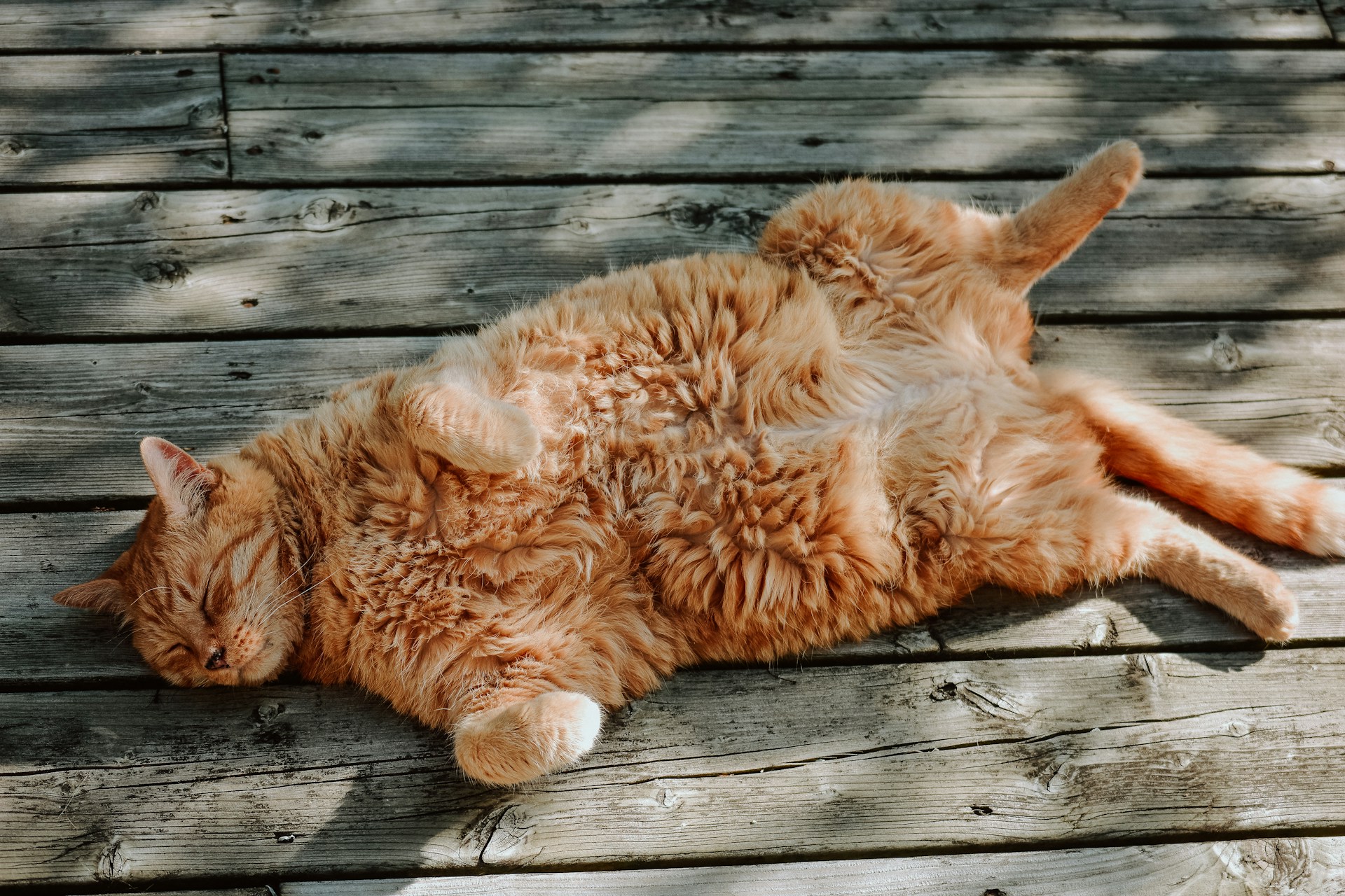 50 Adorable Brown Cat Names - The Naming Nook