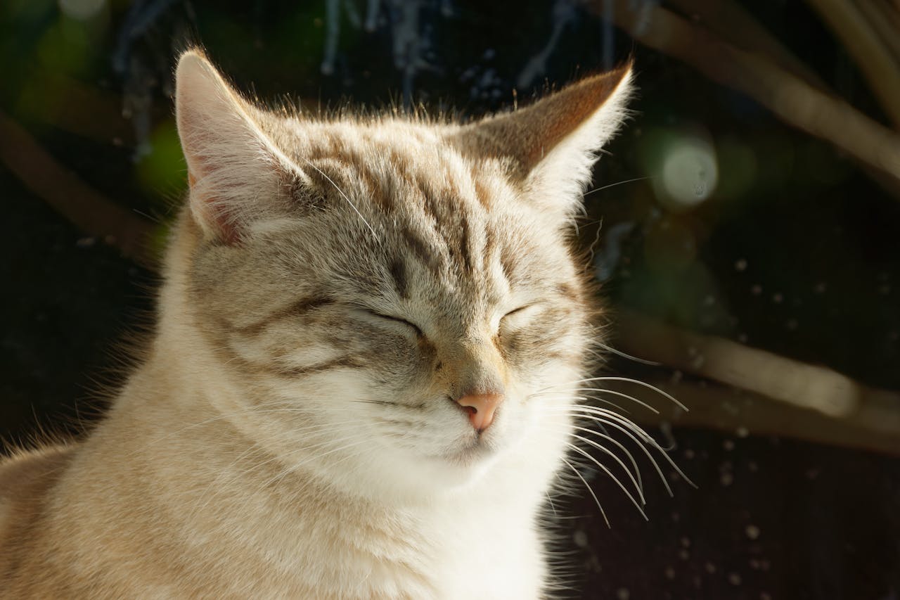 50 Trailblazing Tabby Cat Names - The Naming Nook