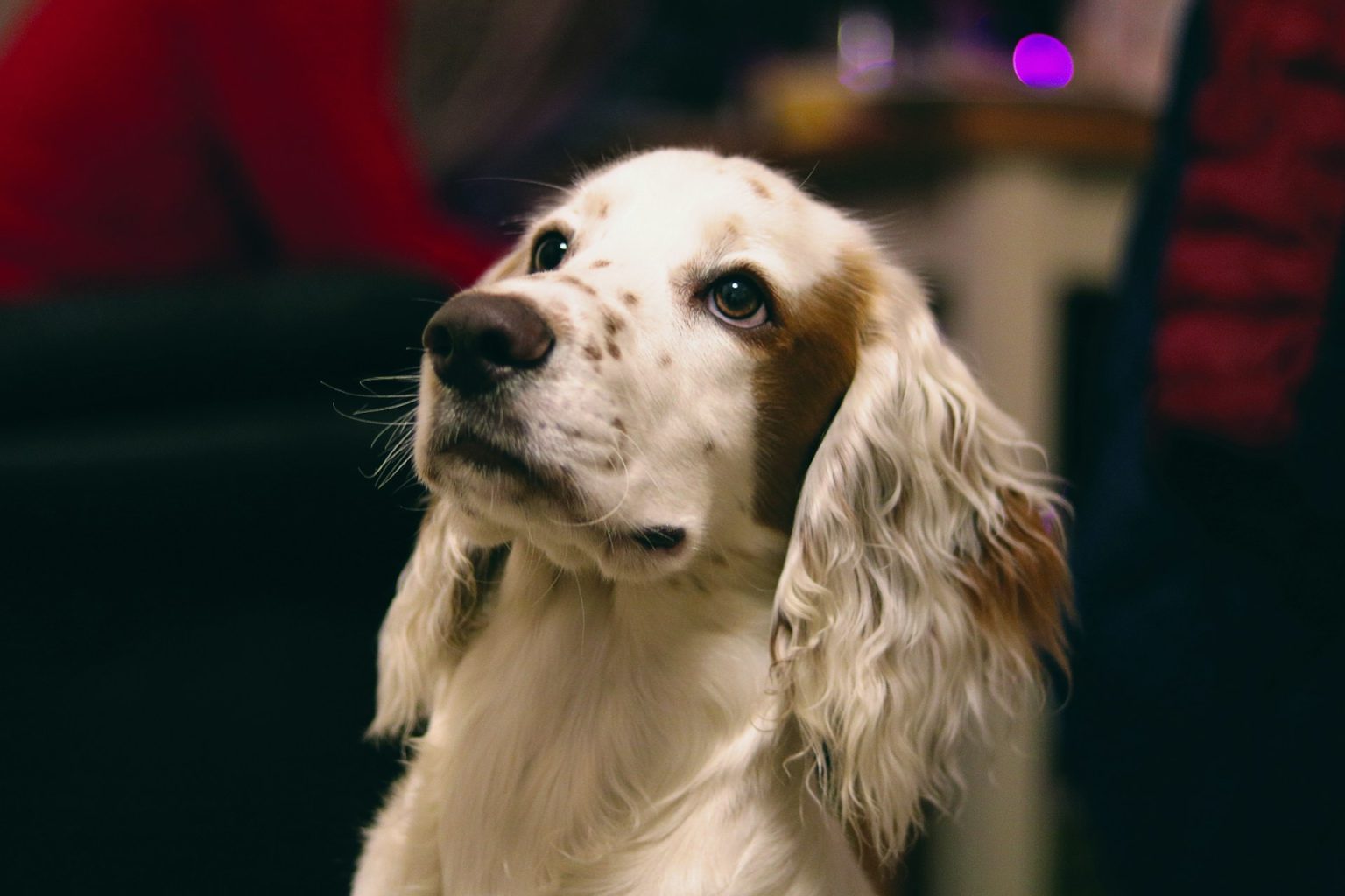 50 Classic English Dog Names - The Naming Nook