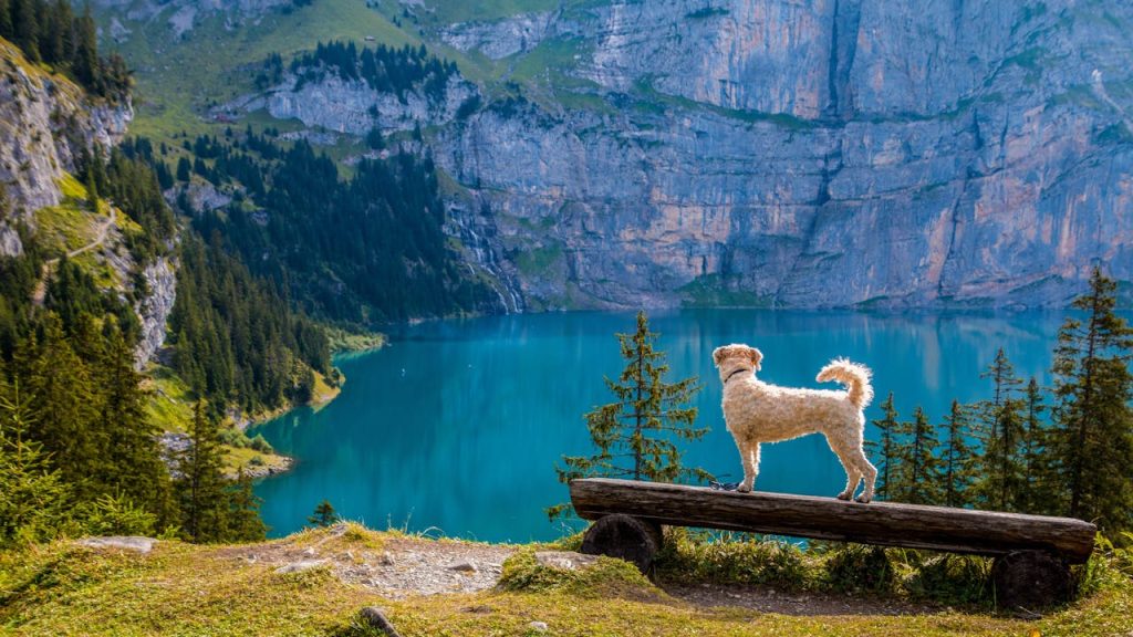 40 Mountain and River Names for Dogs - The Naming Nook