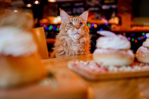 60 Awesome Sweet Treat Cat Names - The Naming Nook