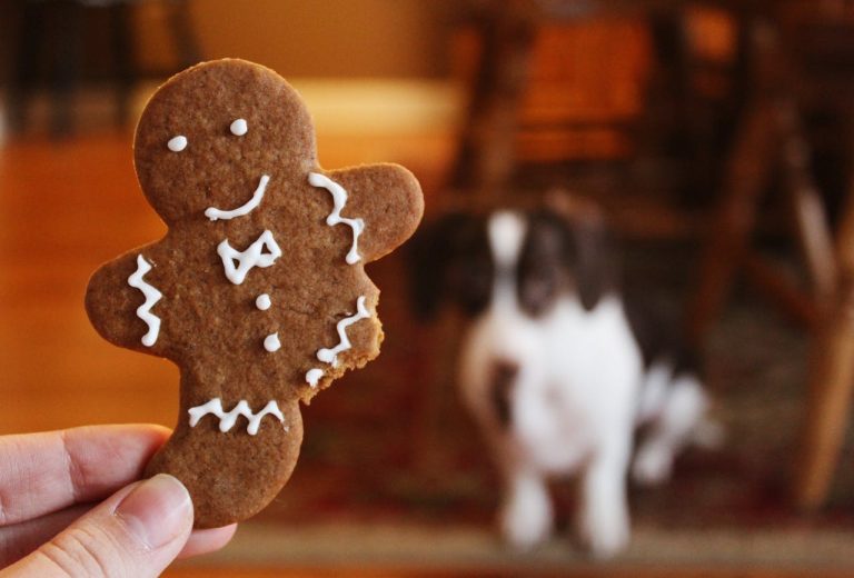 Top 60 Sweet Treat Dog Names - The Naming Nook