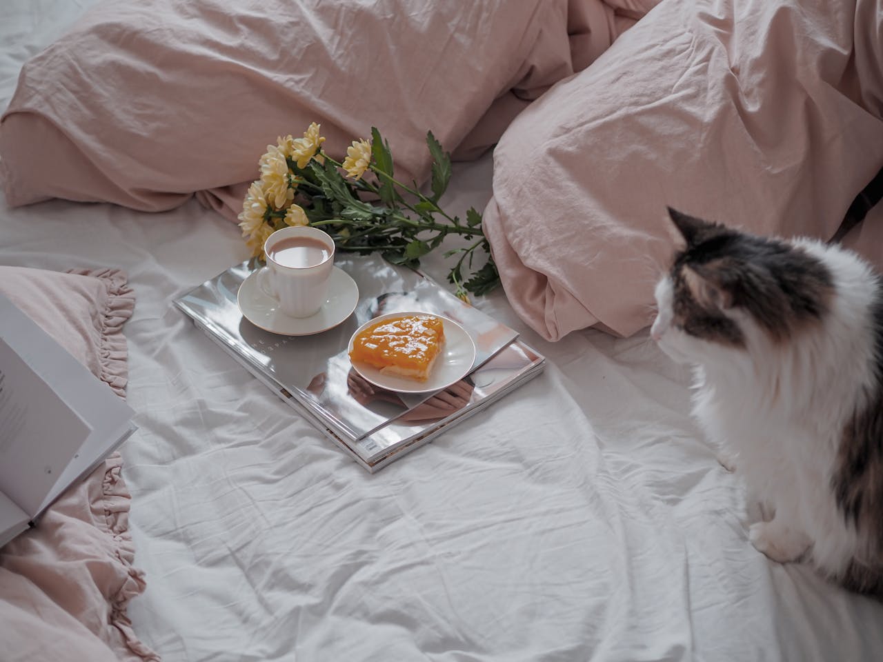 60 Awesome Sweet Treat Cat Names - The Naming Nook