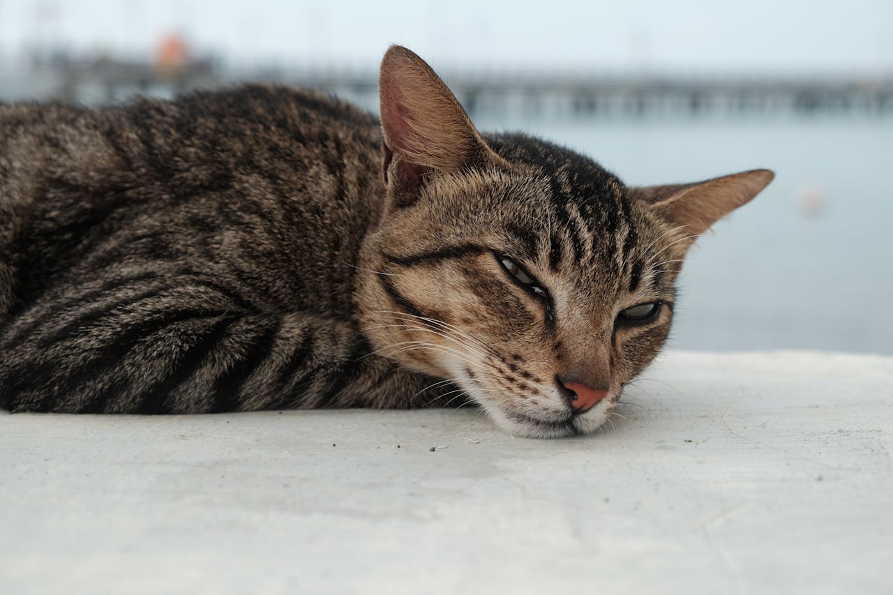 60 Beach-Inspired Names for Laid-Back Cats - The Naming Nook
