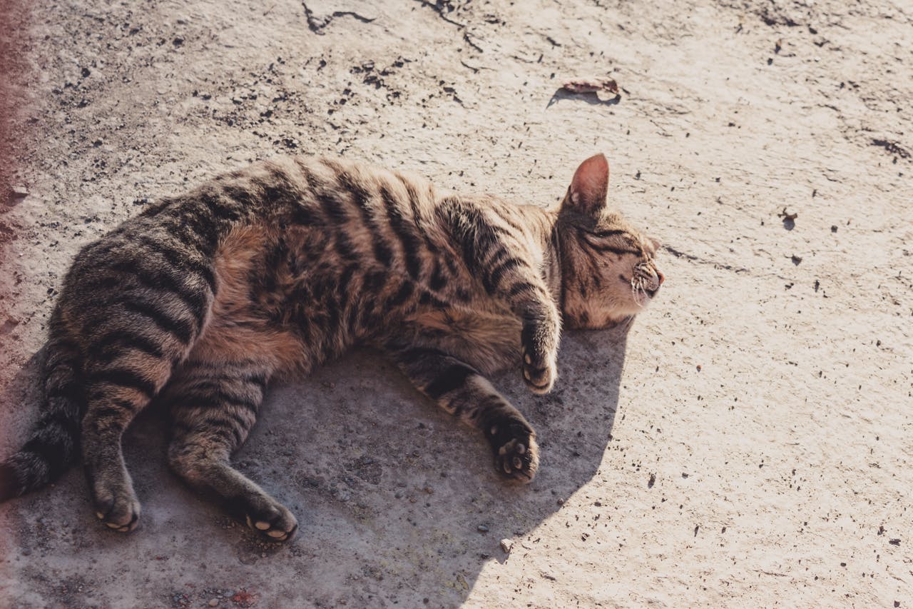40 Desert-Inspired Names for Unique Cats - The Naming Nook