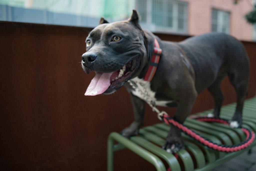 60 Dog Names Associated with Strength and Courage - The Naming Nook