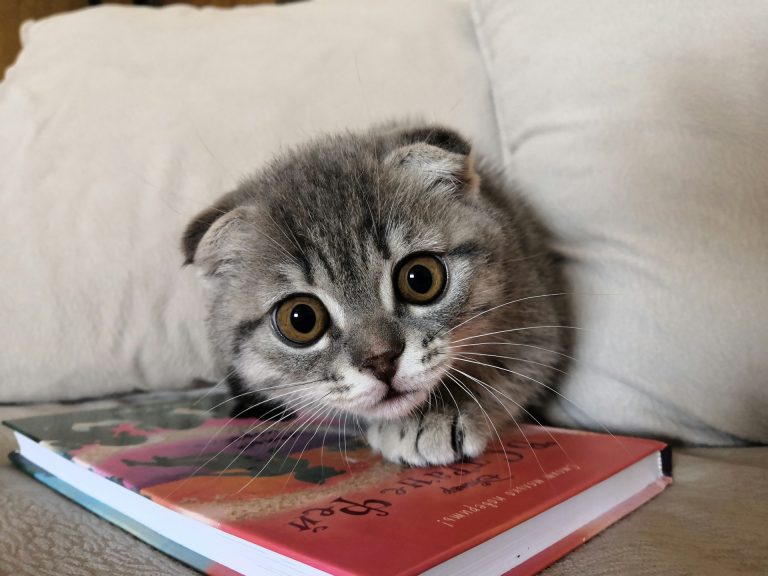 60 Fantasy Novel-Inspired Cats Names - The Naming Nook