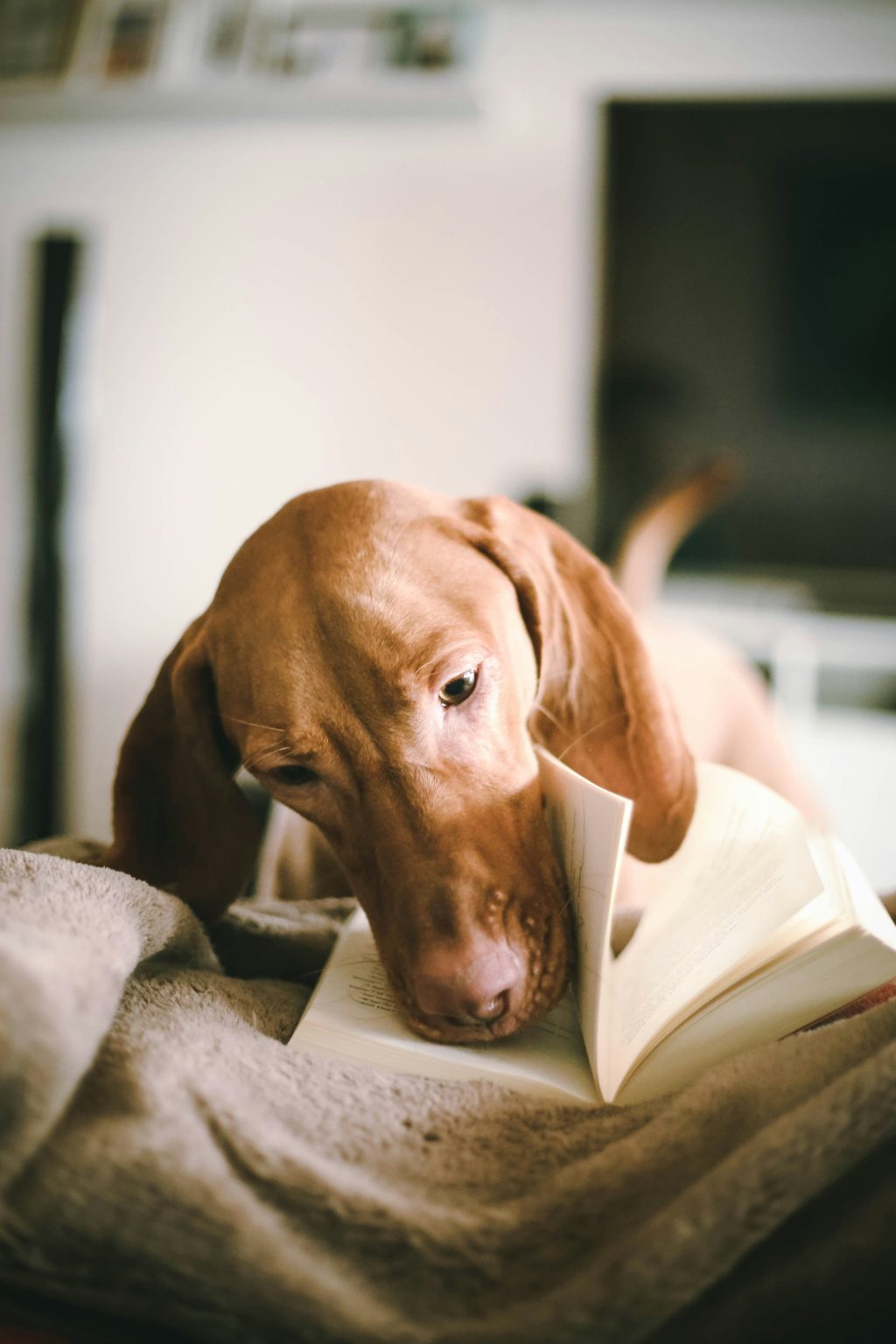 60 Fantasy Novel-Inspired Dogs Names - The Naming Nook