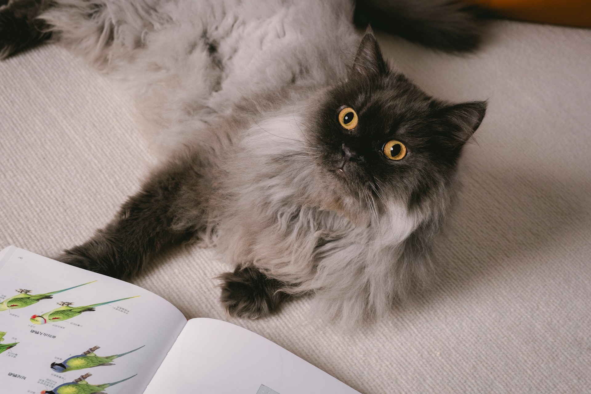 60 Cats Names from Children’s Books That Stand Out - The Naming Nook