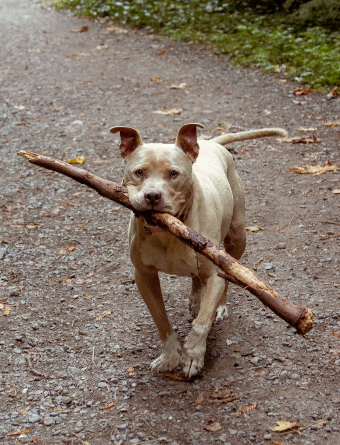 60 Dog Names Associated with Strength and Courage - The Naming Nook