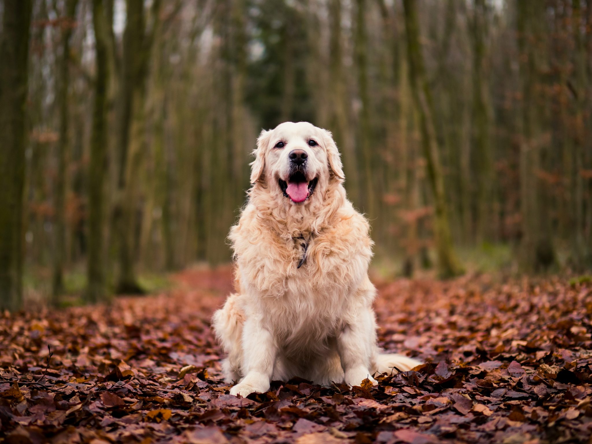60 Earthy Dogs Names for Grounded Souls - The Naming Nook