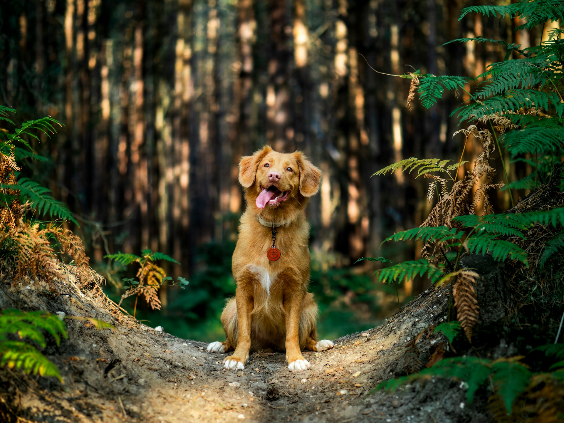 60 Earthy Dogs Names for Grounded Souls - The Naming Nook