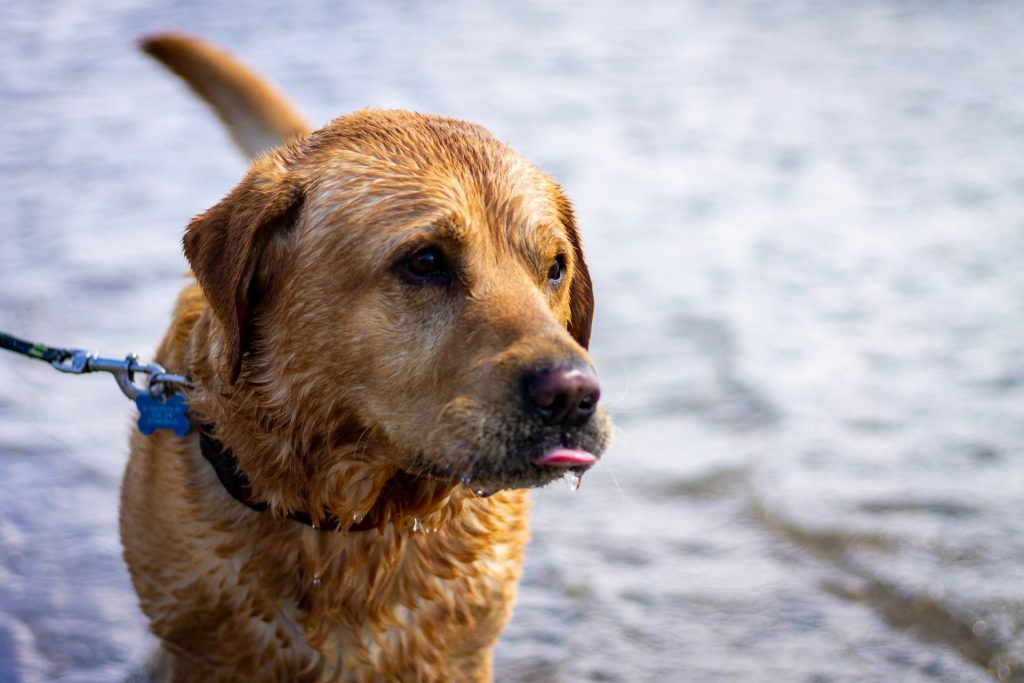 60 Gorgeous Ocean-Inspired Dog Names - The Naming Nook