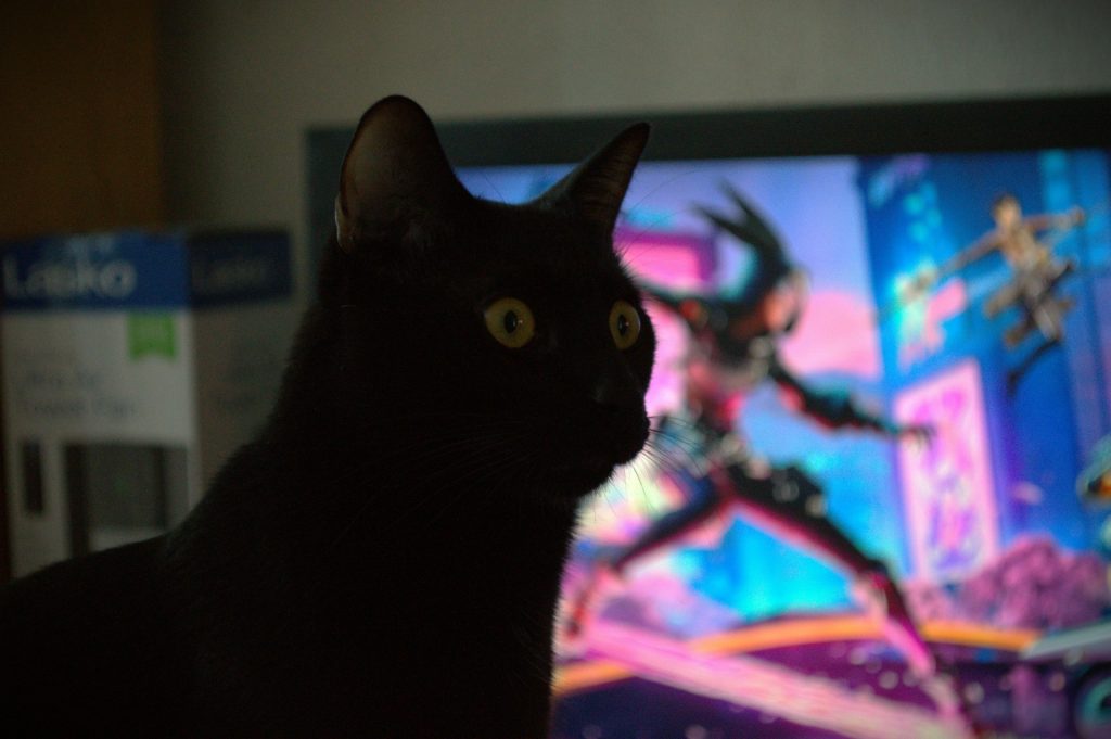 40 TV Show-Inspired Names for Your Cat - The Naming Nook