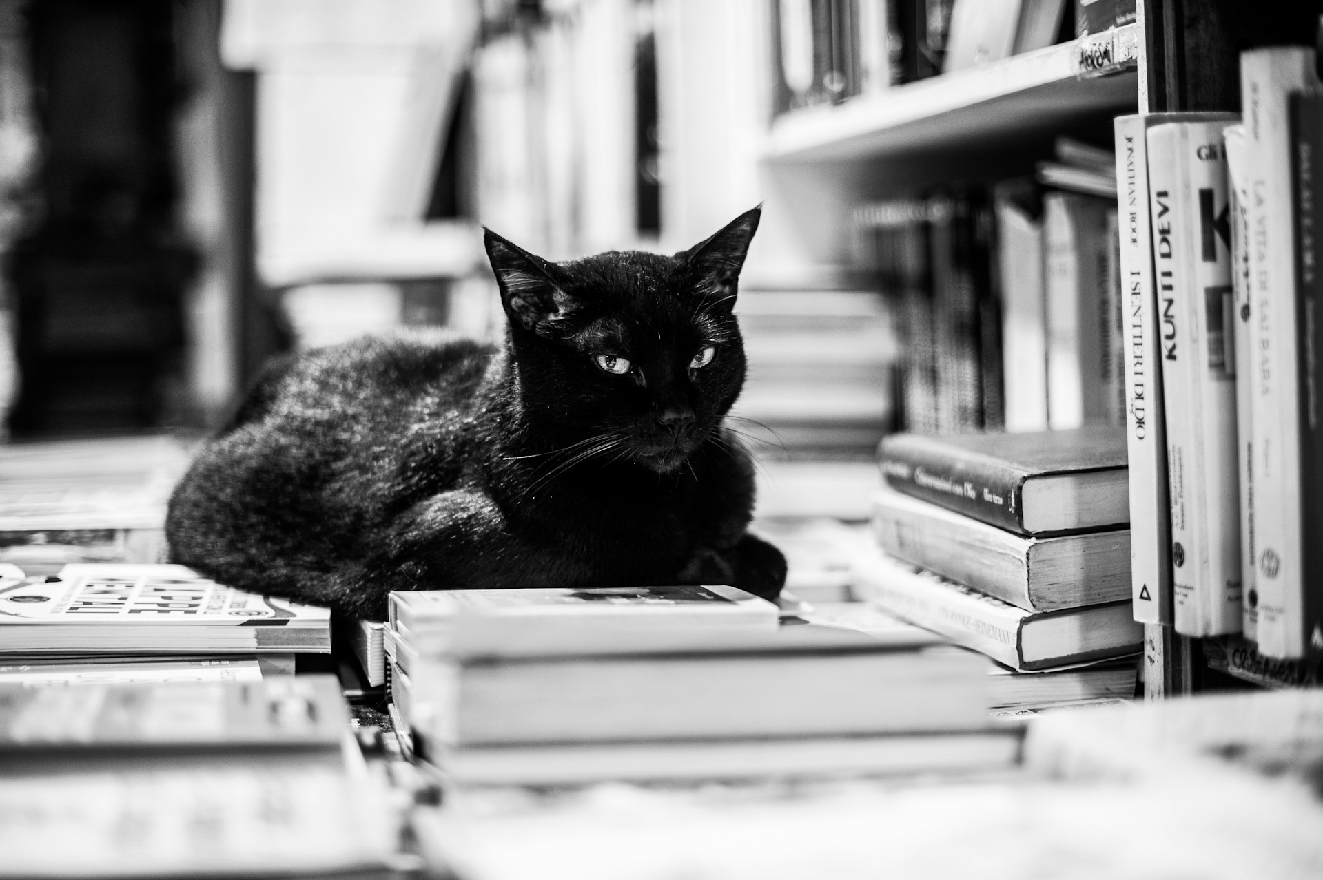 60 Cats Names Inspired by Classic Literature - The Naming Nook