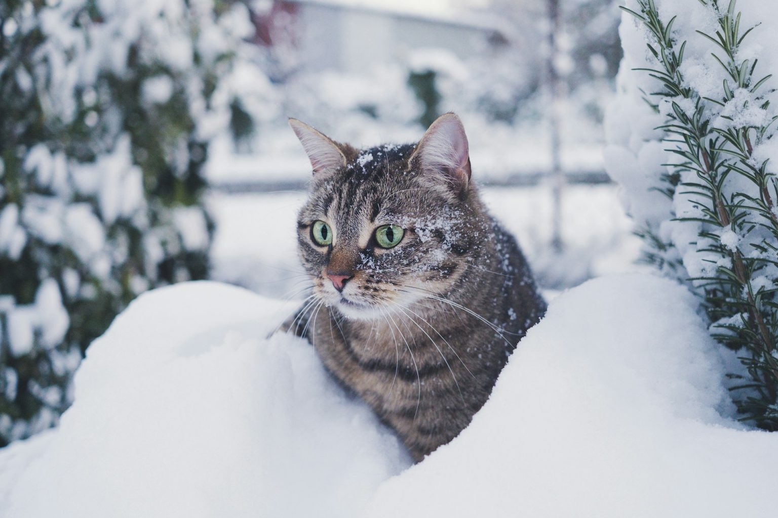 60 Cat Names Inspired by Winter - The Naming Nook