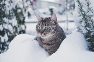 60 Cat Names Inspired by Winter - The Naming Nook