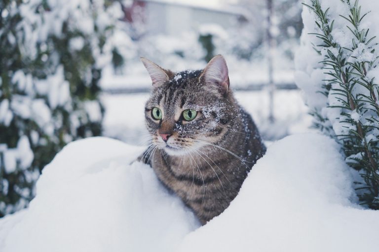 60 Cat Names Inspired by Winter - The Naming Nook