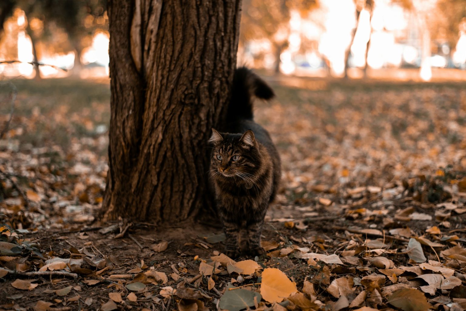 60 Cats Names Inspired by Autumn - The Naming Nook