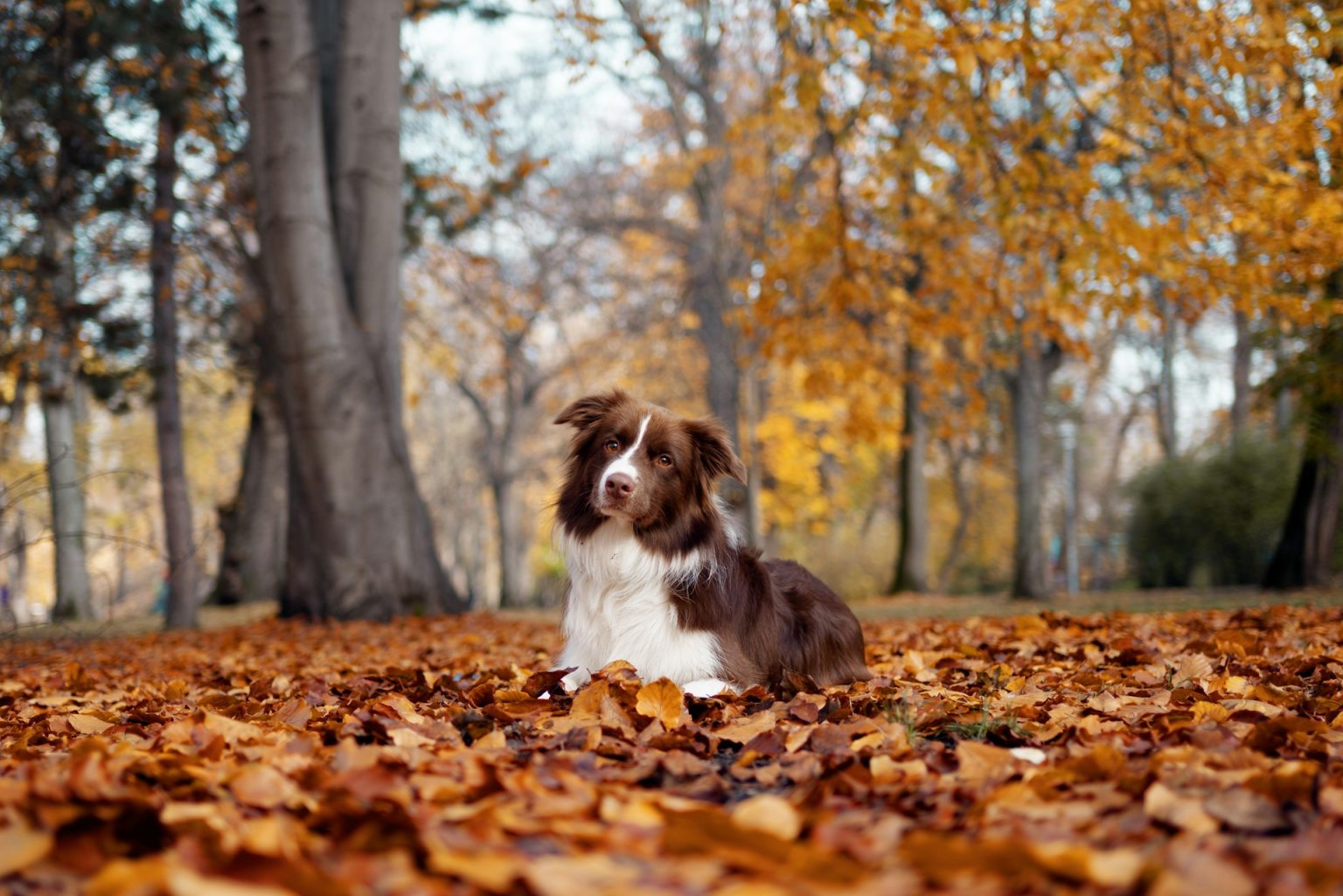 60 Dogs Names Inspired by Autumn - The Naming Nook