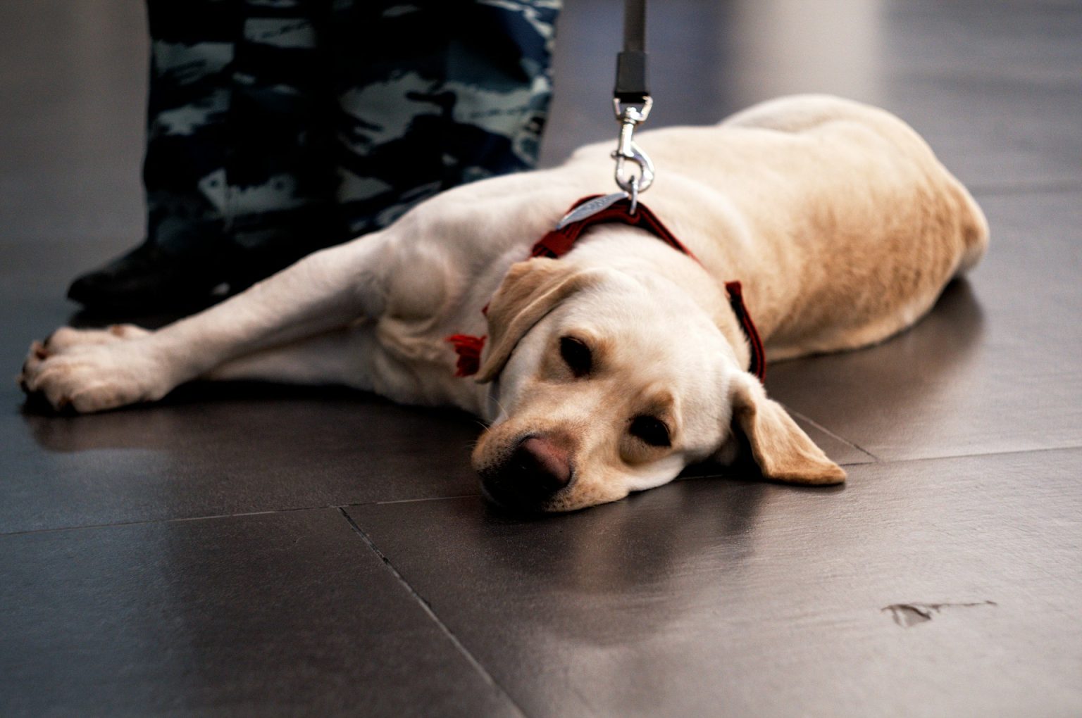 60 Legendary Hero Names for Brave Dogs - The Naming Nook