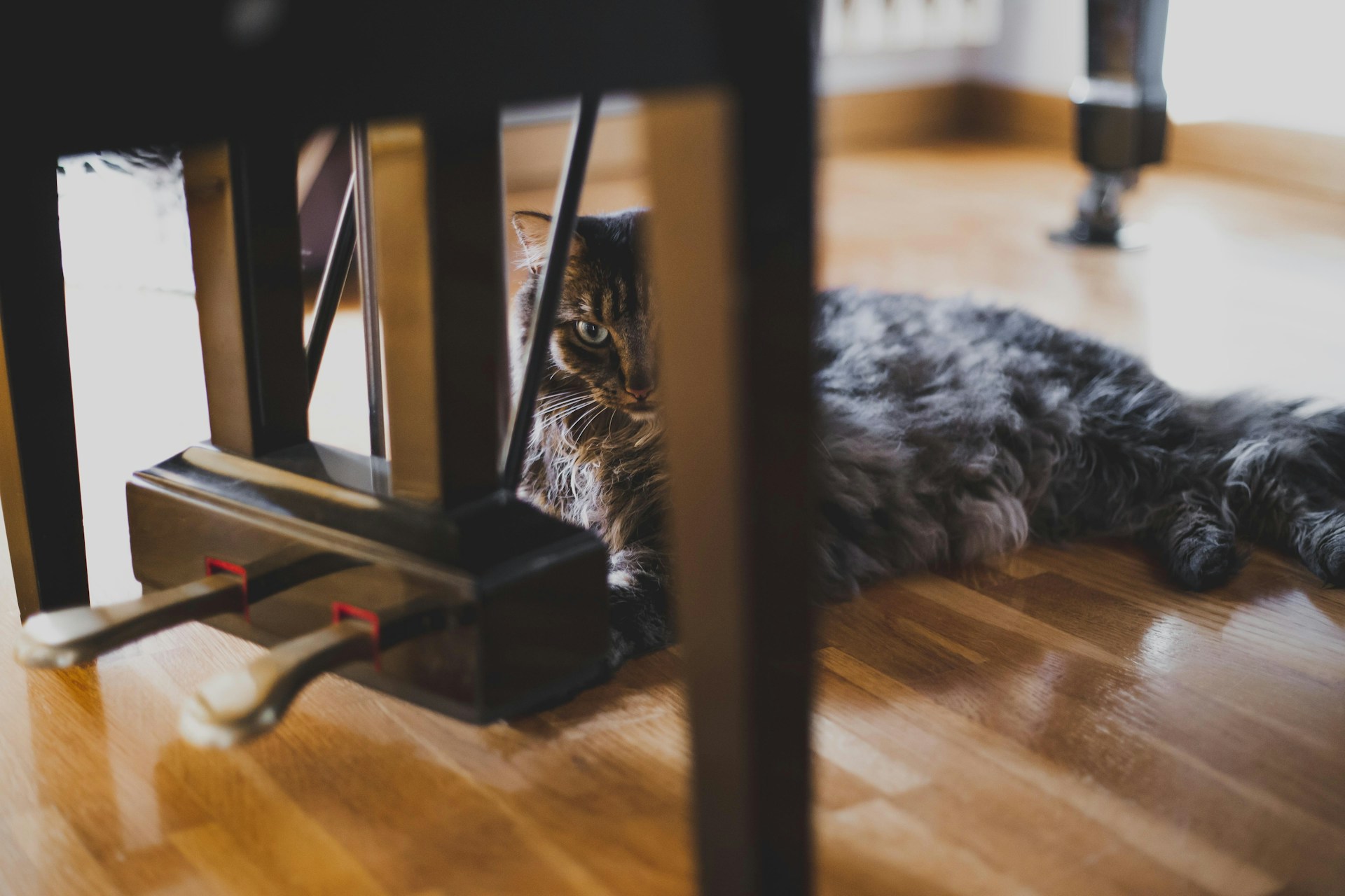 60 Musician-Inspired Names for Melodic Cats - The Naming Nook