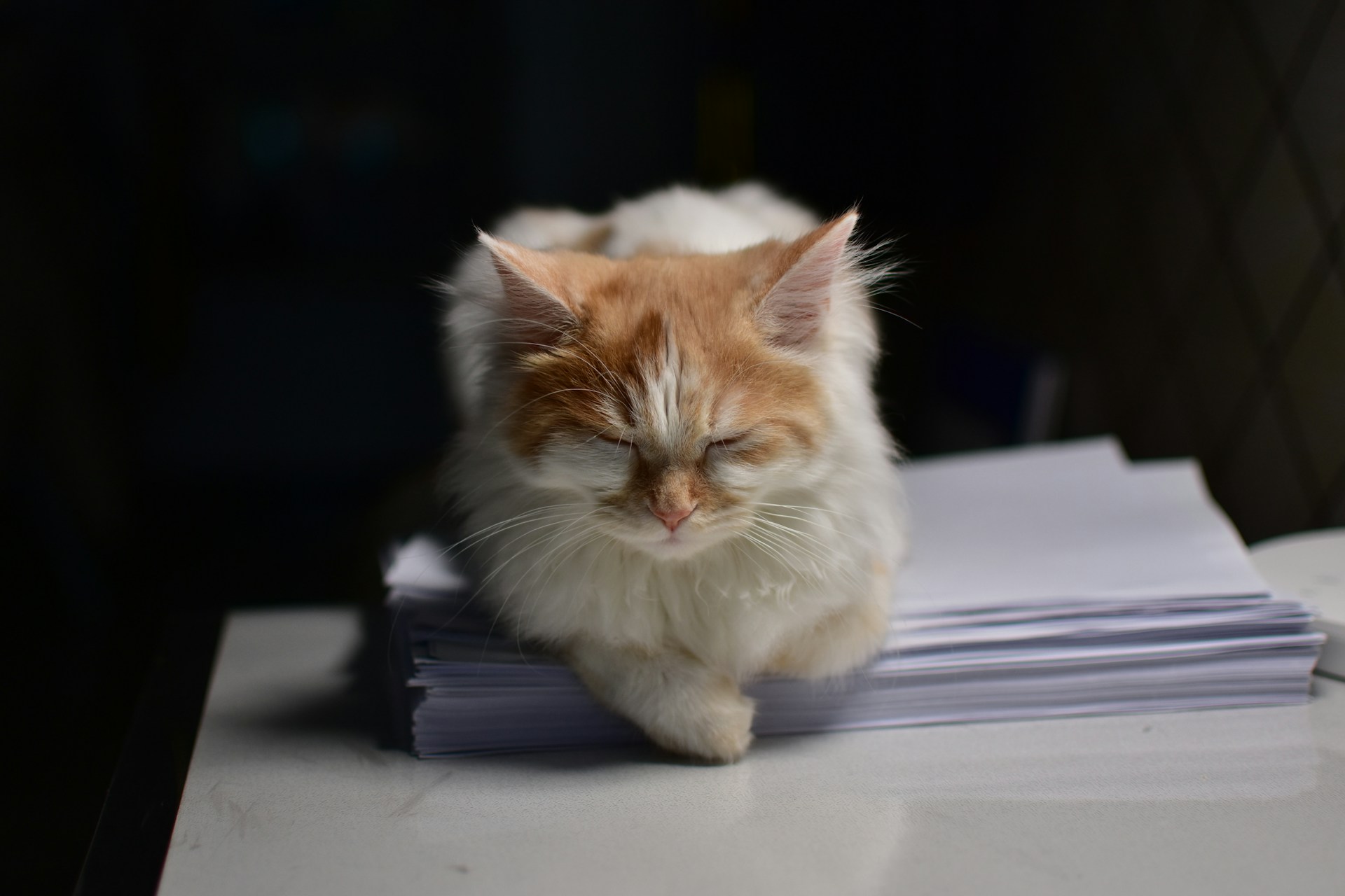60 Writer-Inspired Names for Literary Cats - The Naming Nook