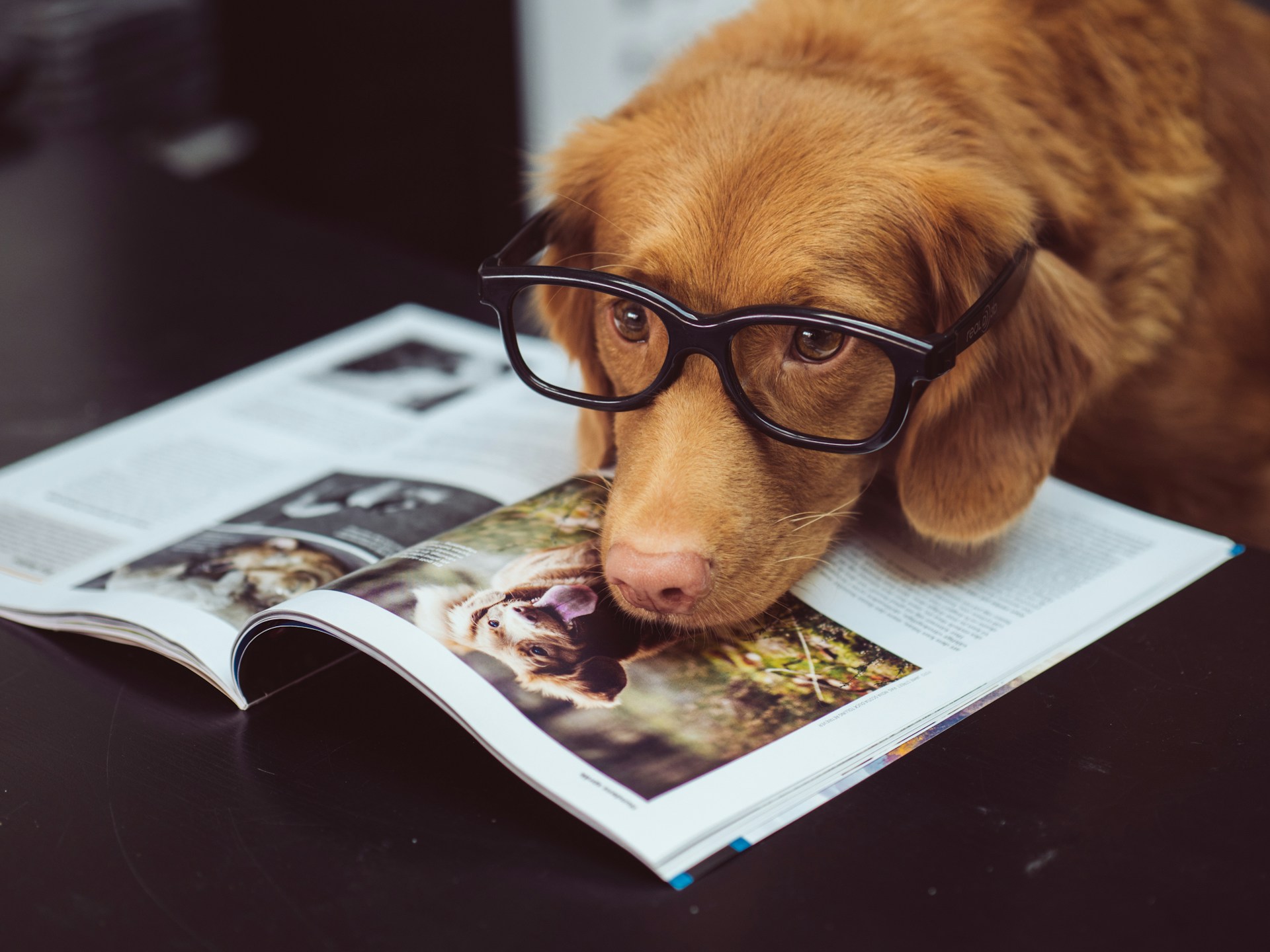 60 Writer-Inspired Names for Literary Dogs - The Naming Nook
