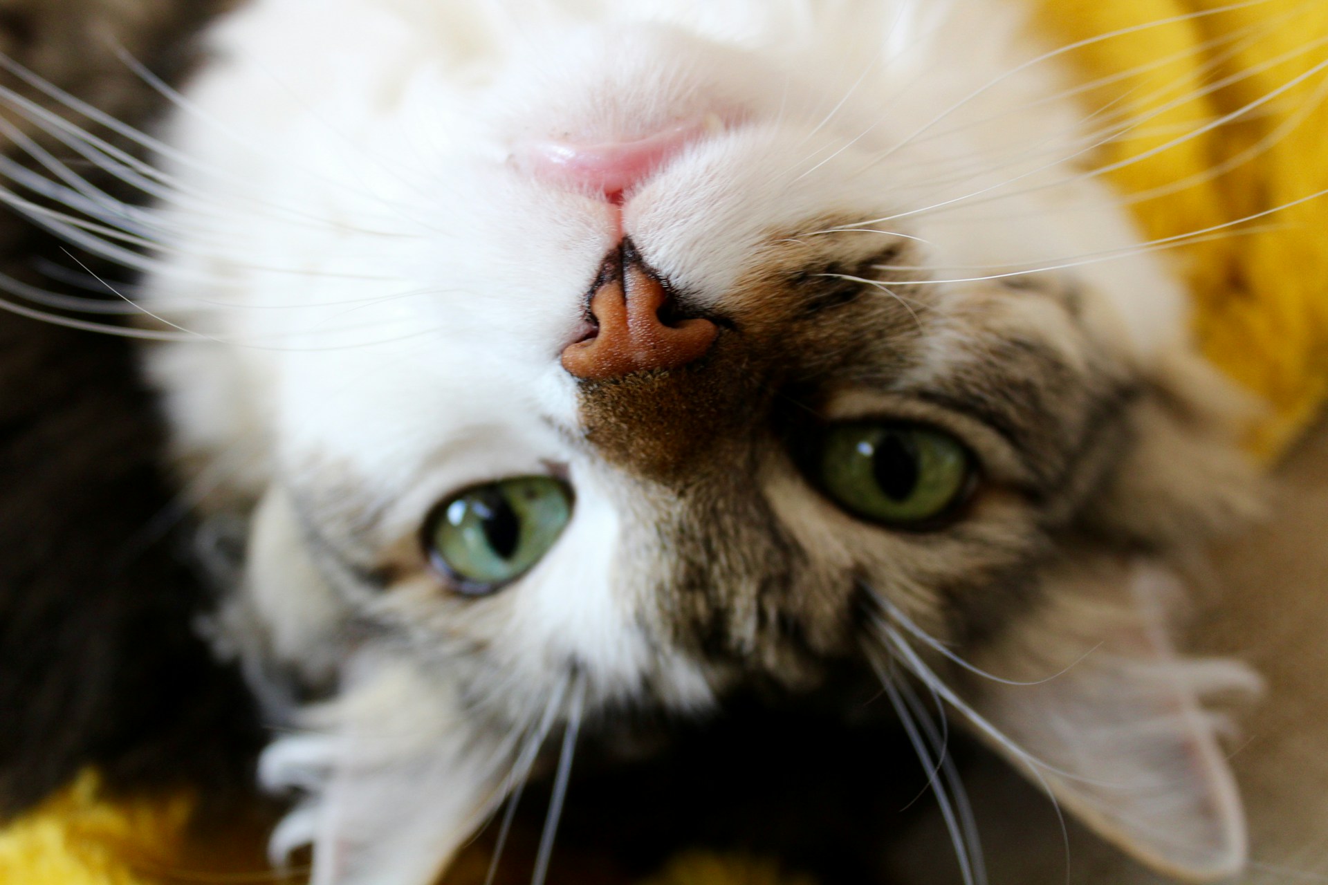 60 Artist-Inspired Names for Creative Cats - The Naming Nook
