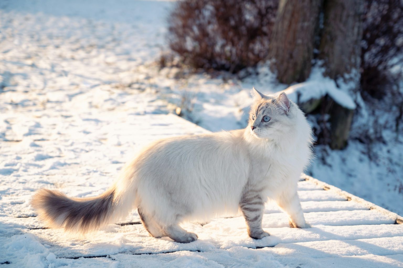 60 Cat Names Inspired by Winter - The Naming Nook