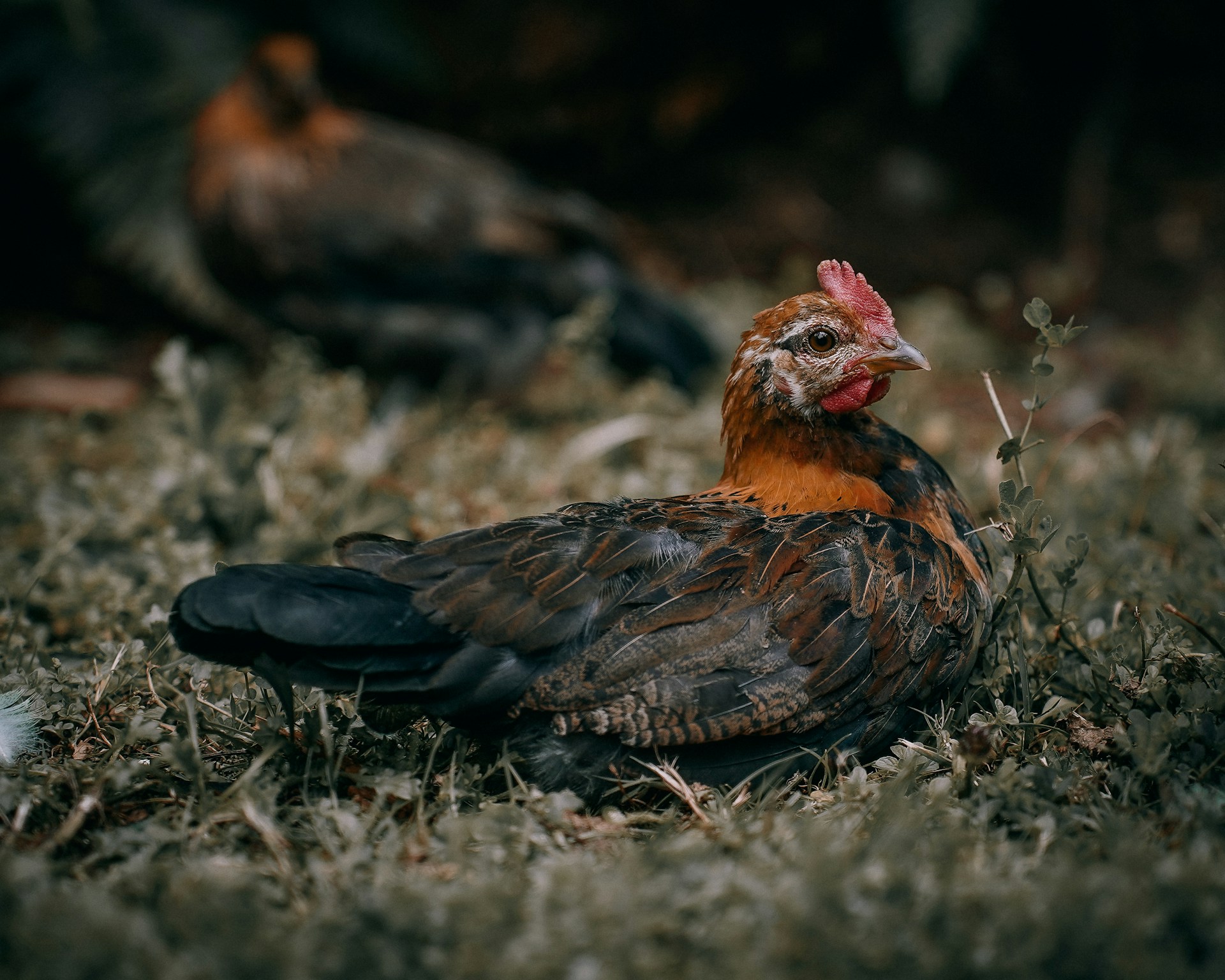 60 Chickens Names Inspired by Autumn - The Naming Nook